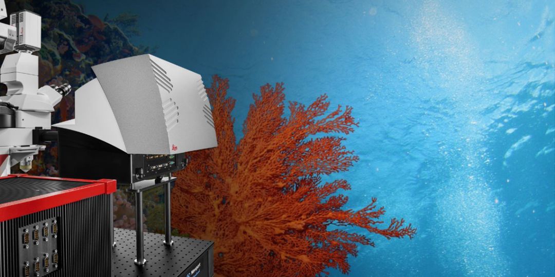 课堂 | SP8 DIVE：快速多色活体成像的理想选择-北京悦昌行科技有限公司